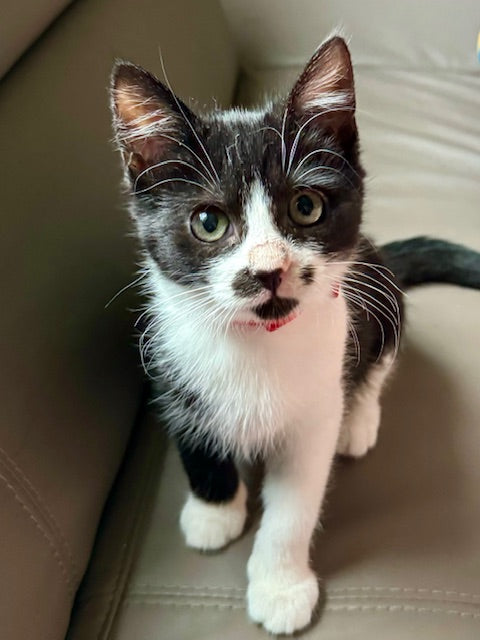 Spud & Co – Yorkshire Cat Rescue