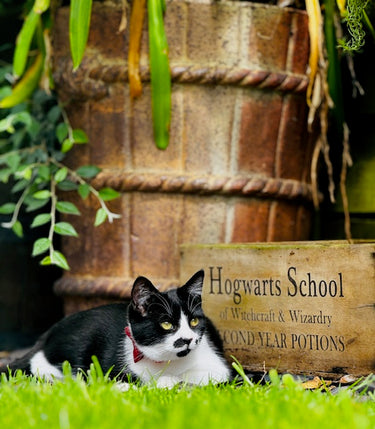 Yorkshire Cat Rescue